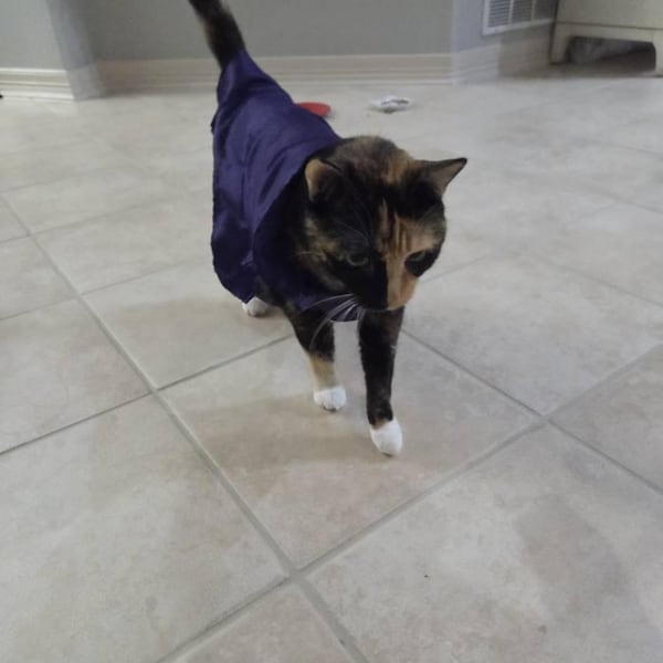 Cheongsam / Qipao Dress for Cats PDF Digital Sewing Pattern | Chinese ...