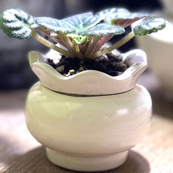 Succulent Planter / Azalea Pot / Ceramic Succulent Pot / Ceramic Flower ...