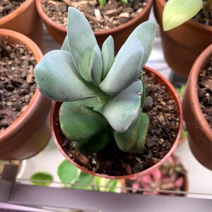 Crassula Ivory Tower Succulent Plant - Etsy