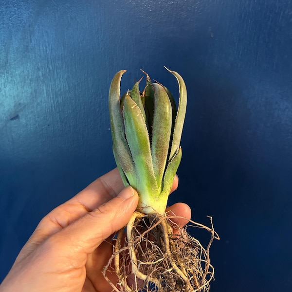 Red Wing Mangave STARTER Plant Agave/manfreda Hybrid Great COLORS ...