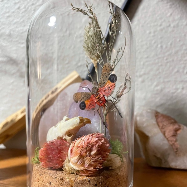 OVERSTOCK: Spread Penthicodes Pulchella, Lanternflies 2-pack - Etsy