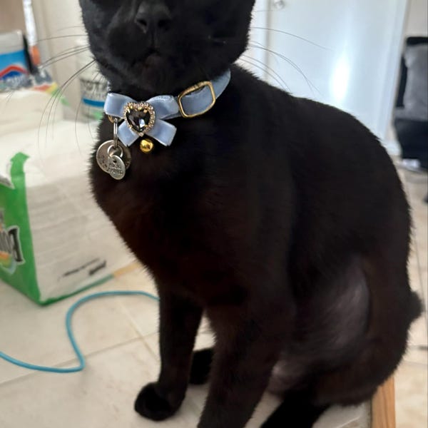 Pearl Cat Collar/sky Blue Cat Collar/light Blue Collar/puppy and Kitten ...