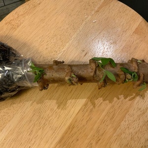 Neoregelia Sheba Bromeliad Offset for Shade or SUN | Etsy