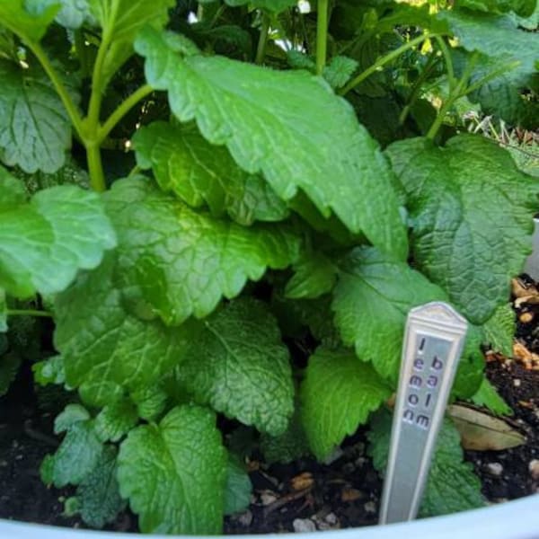 Handmade Garden Marker Set of 5 Herb Marker Vintage Upcycled Christmas ...
