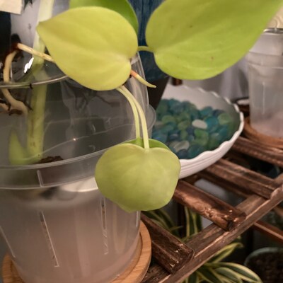 Pothos Cuttings Golden, Jade, Manjula, Marble Queen, N'joy, Pearls and ...