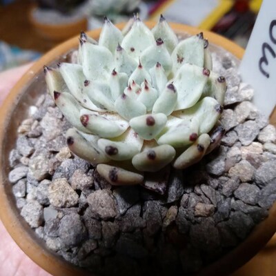 Rare Succulent: Imported Succulent Korea Hybrid Echeveria Crow Live ...