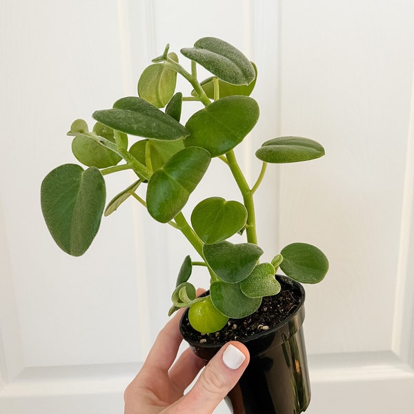 Peperomia Incana ~ Felted Pepperface ~ 3" Pot ~ Grower's Choice - Etsy