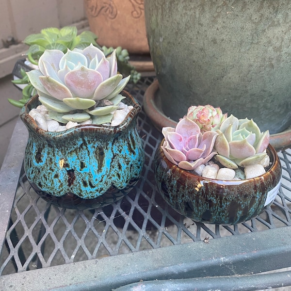 Succulent Mothers Day Gift Box Custom Personalized Card 8 Live ...