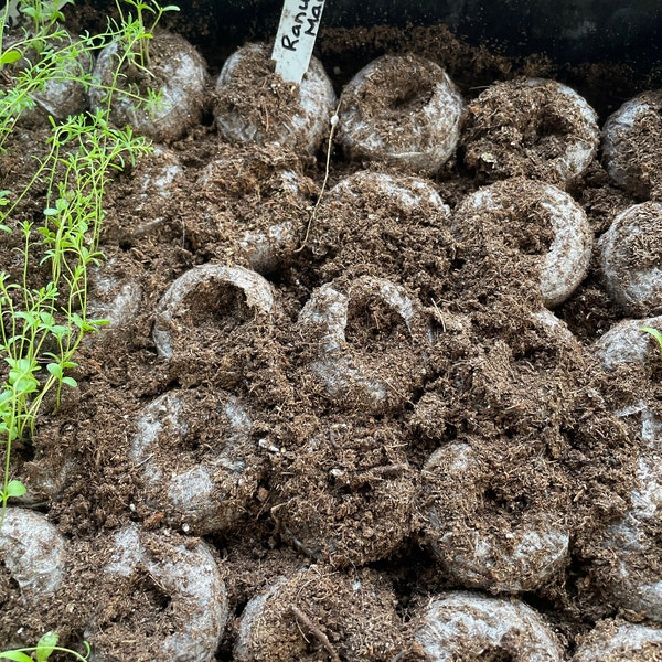 Magic Pink & Peach Ranunculus Seeds - 25 Pelleted Seeds - Etsy