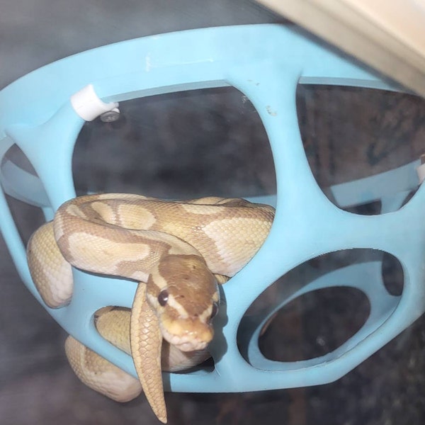 Snake Jungle Gym, Reptile Climbing Frame, Climber Enrichment for ...