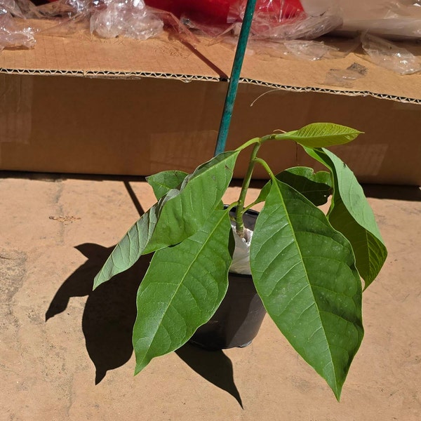 Yellow Flower, Magnolia Champaca, Michelia Champaca in 6" or 4" Pot ...