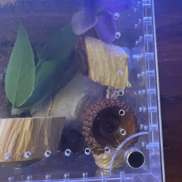 Jumping Spider Magnetic Acorn Ledge/hide classic Acorn, Flat Saucer ...