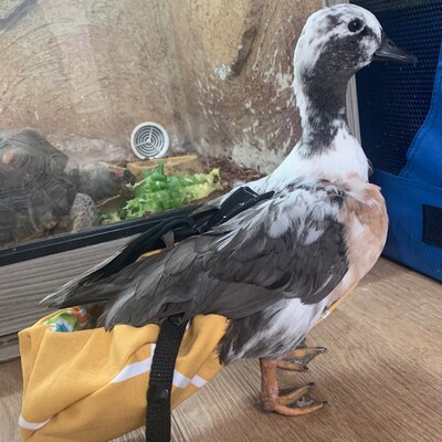 High Quality ORIGINAL Duck Chicken Goose Diaper Harness - Etsy