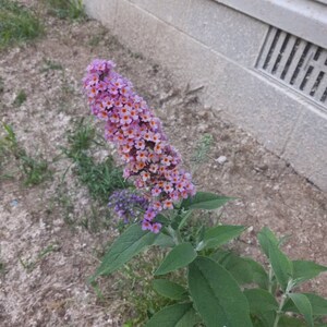 Clearance 20 Ixia Blue Bird Flower Bulbs From Easy to Grow - Etsy