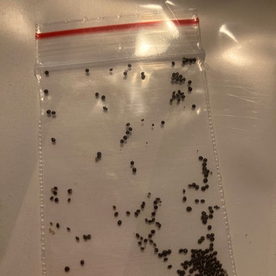 30 Mixed Blue Hydrangea Seeds Giant Snowball Fast Growing - Etsy