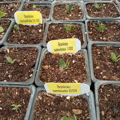 Snake Pod Laranja Nut is the Fruit of the Buriti Palm Buriti Fruit Skin ...