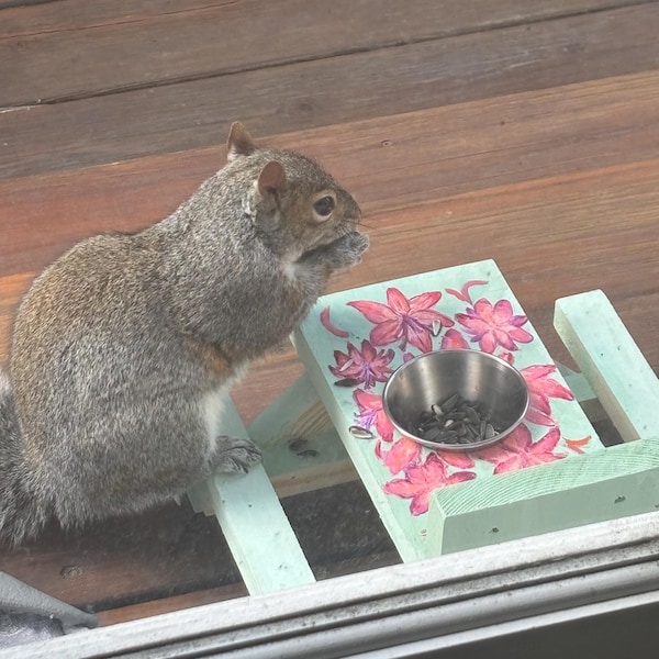 Squirrel Picnic Table, Squirrel Feeder, Picnic Table for Squirrel, Fence Picnic Table for ...