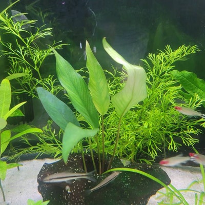 BUY 2 GET 1 FREE Anubias Frazeri Live Aquarium Plants Live Aquatic ...