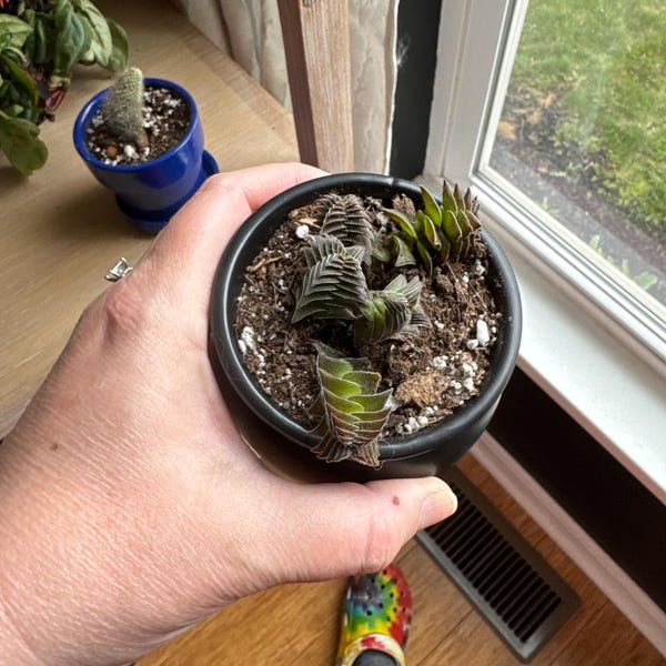 RARE | Crassula Tabularis Pagoda Village - Succulent Plant 2" Pot - Etsy