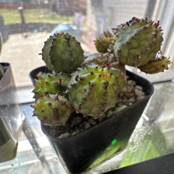 Euphorbia Monstrose: Rare Knobbly Succulent in 2" Pot - Etsy