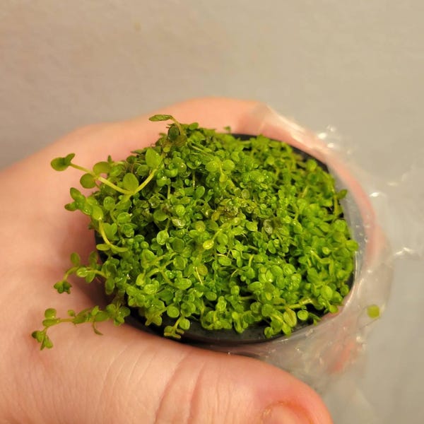 PEARL WEED (micranthemum Micranthemoides) POTTED - Live Foreground ...