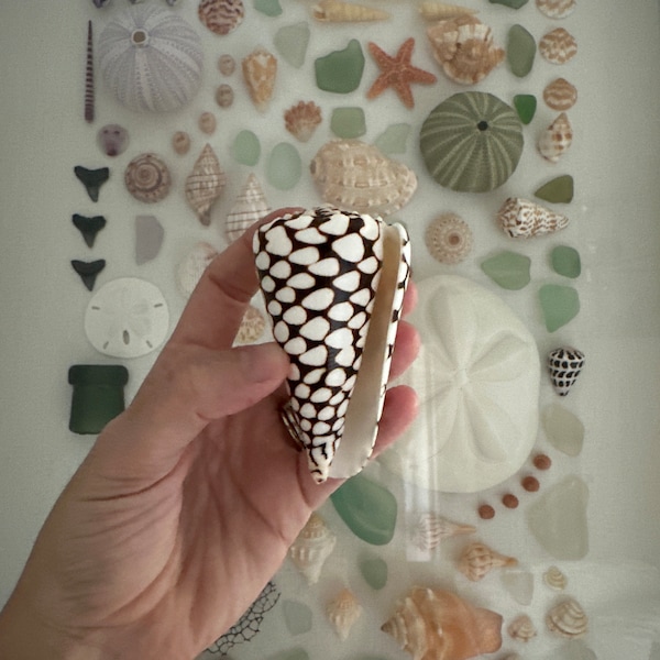 Marbled Cone Seashell Conus Marmoreus (1 Shell Approx. 2.5+ Inches ...