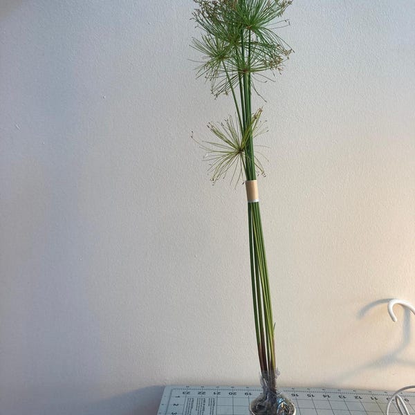 Theobroma Cacao Amelonado/forastero Live Rooted Plant Tree - Etsy