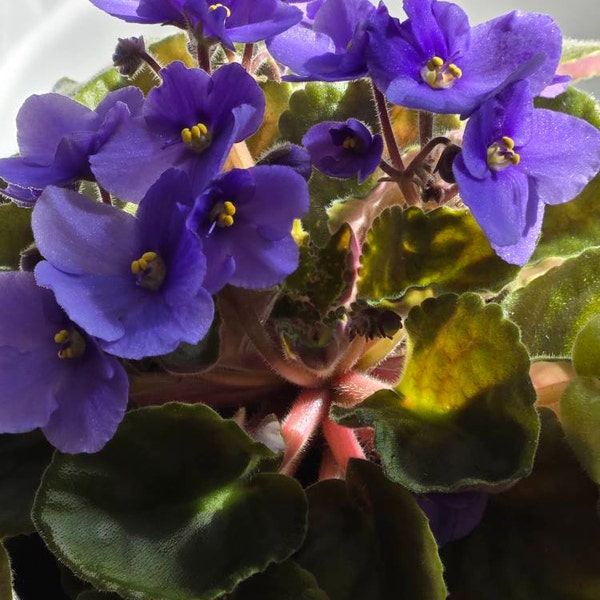 FOSTER 4-pack LIVE 4 Inch Kalanchoe, Blooming Houseplant, Gardening ...