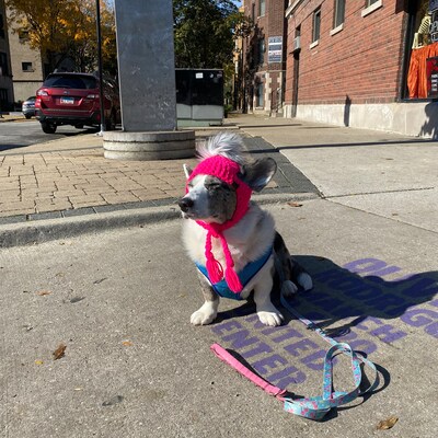 Corgi Beanie Dog Beanie Corgi Hats Dog Hat Dog Beanie Fur Baby Beanies ...