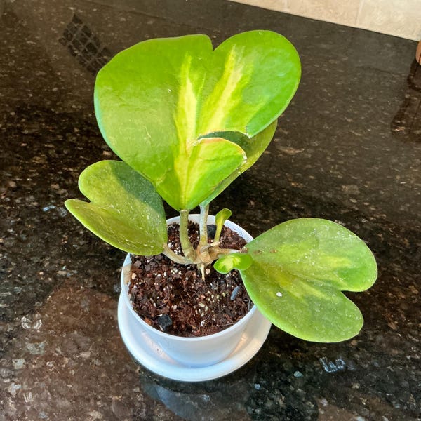 Hoya Kerrii 'picta' the Variegated Sweetheart Hoya, Rooted Plant - Etsy