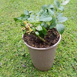 Mixed Alpine Plants Vibrant Garden Perennial Large Flowering Rockery ...