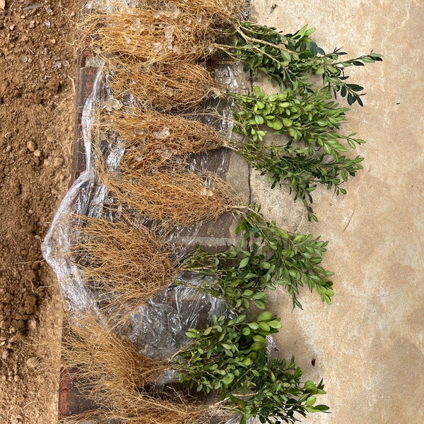 Green Mountain Boxwood Upright Conical Buxus Live Plant Low Maintenance ...