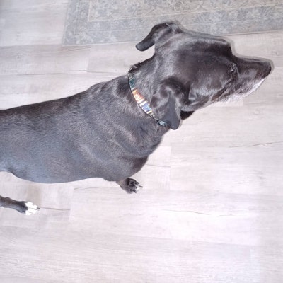 Wizarding Dog Collar, Wizard House Dog Collar, Magic Dog Collar, HP Dog ...