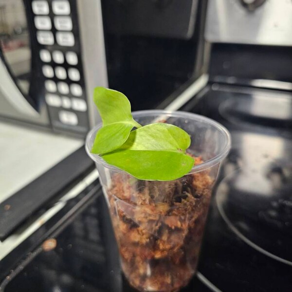 RARE “happy Day” - Japanese Pothos From Central Flower Nursery - Etsy