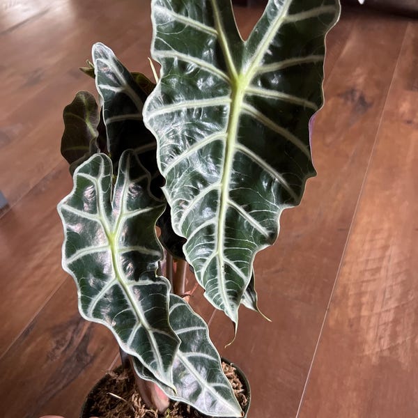 Hoya Mathilde Splash | Live Indoor & Outdoor Tropical House Plant ...