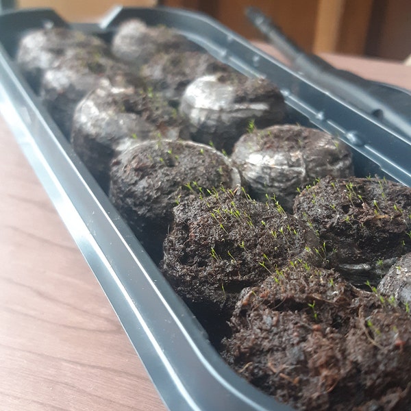 Irish Moss Seeds | Irish Moss Ground Cover Seeds | Sagina Subulata ...