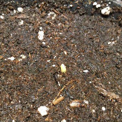 Baby Blue Jade Corn, 20 Rare Seeds, Non GMO, Dwarf Heirloom, Miniature ...