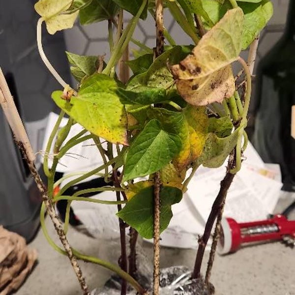 Hawaii Strawberry Papaya Kapoho Solo Papaya Heirloom Seeds Tropical ...