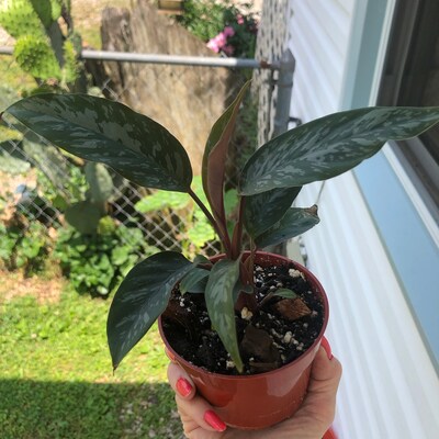 Apoballis Acuminatissimum Aka lavallei or red Sword Starter Plant ALL ...