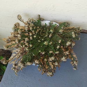 Jericho Flower Rose of Jericho Resurrection Flower Whole | Etsy