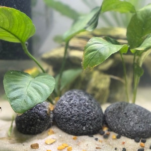 3/8 California Gold Crushed Gravel Rock Soil Topper for Succulents and ...