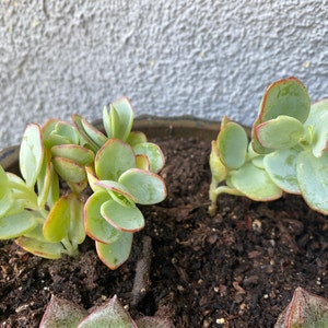 Marniers Kalanchoe kalanchoe Marnieriana, Rare Succulents - Etsy