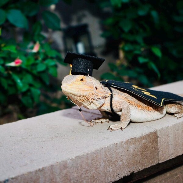 Bearded Dragon Graduation Cap and Gown - Etsy