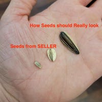 5 Rainbow Tree Seeds-1303 - Etsy