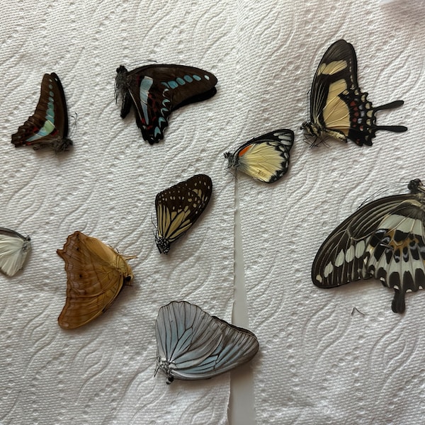 10-100 UNSPREAD RANDOM Butterflies Pack Lot Real Mixed Species Tropical ...