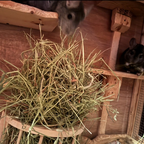 Guinea Pig Name Tag, Guinea Pig Accessories, Pet Tag, Guinea Pig ...