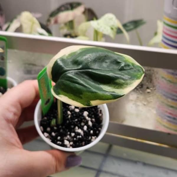 Cebu Ghost 2 Wet Sticks | NODES | Unrooted | Epipremnum Cebu Blue Ghost ...