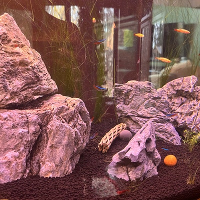 5 Indian Almond Leaves Nano, 5 Filao Cones & 10 Alder Cones Package for ...