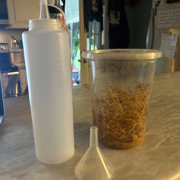 Jumping Spider Fruit Fly Feeder Bottle | Sling Feeding Kit - Etsy
