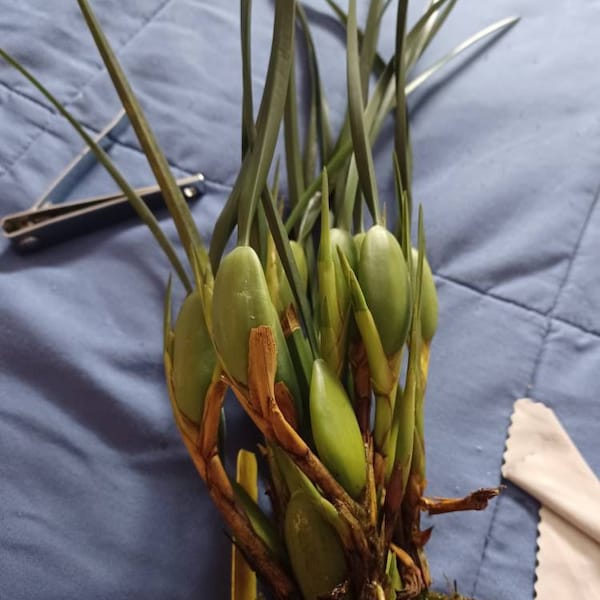 Double Rose Pikake (hawaiian Pronunciation of “peacock”) a Sweet ...